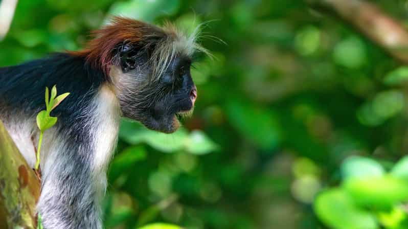 Zanzibar: Exploring The Jozani & Mangrove’s Forest | GetYourGuide