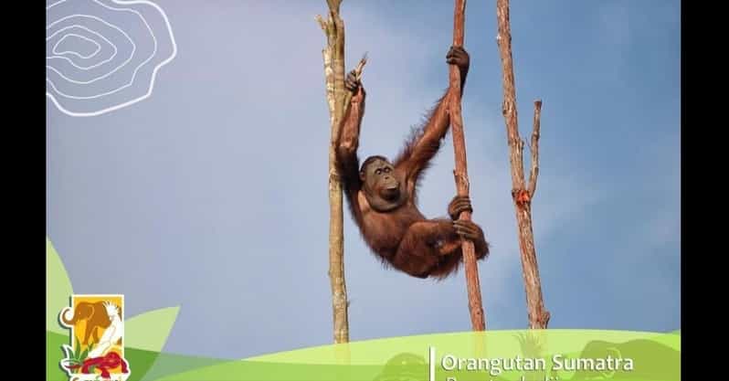 Safari Lagoi Bintan, Bintan Island - Book Tickets & Tours | GetYourGuide