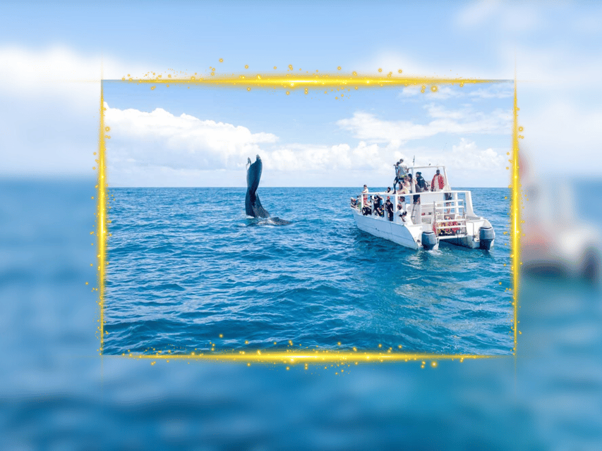 Samaná: Increíble avistamiento de ballenas Experiencia Punta Cana ...