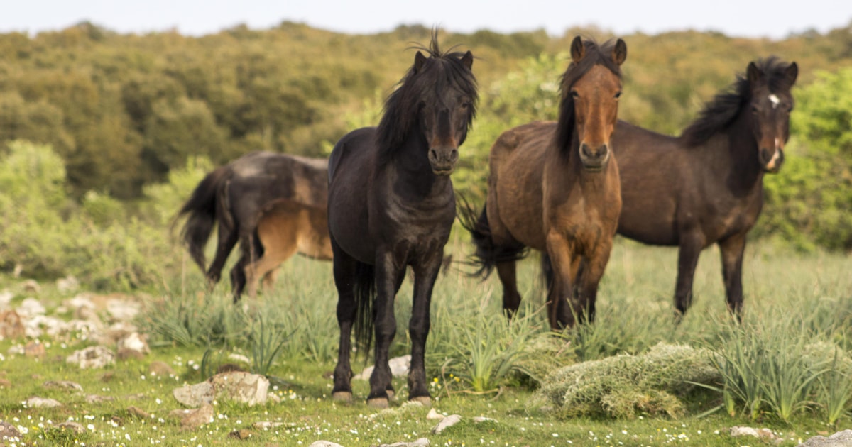 Giara Wanderung Tour | GetYourGuide