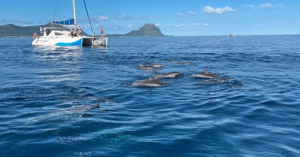 Dive into the Ultimate Dolphin Experience in Mauritius | GetYourGuide