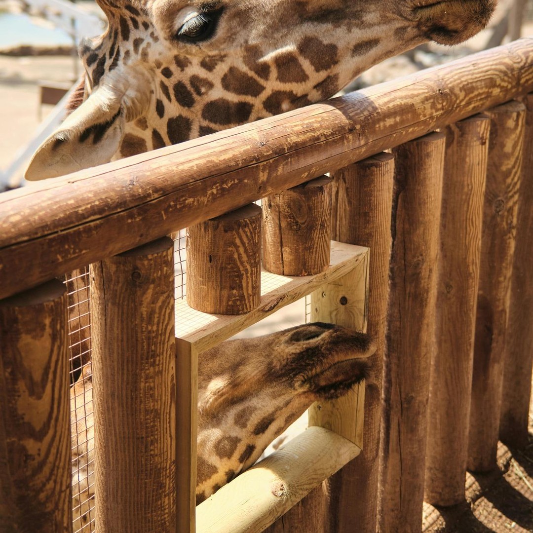 Nairobi National Park and Giraffe Day Trip | GetYourGuide