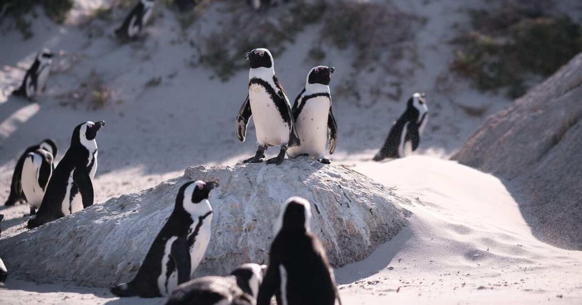 Private Day Tour: Table Mountain, Cape Point & Penguins | GetYourGuide