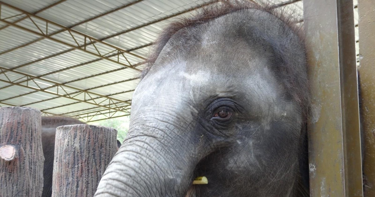 Kuala Gandah Elephant Conservation Centre | GetYourGuide