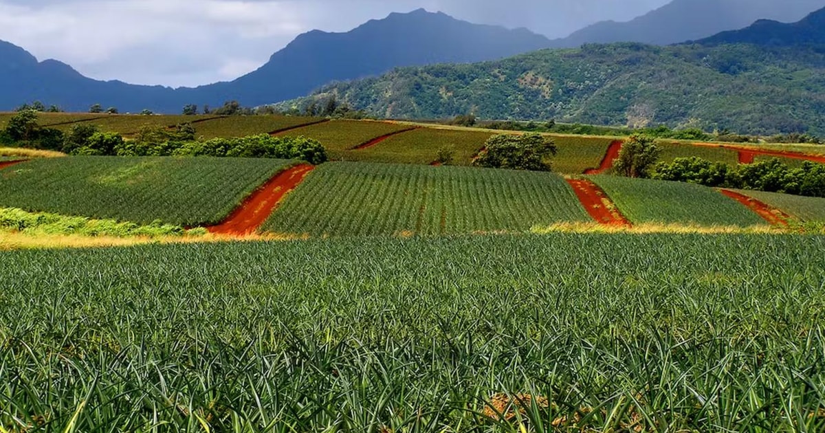 Oahu: North Shore Dole Pineapple Farm Tour | GetYourGuide