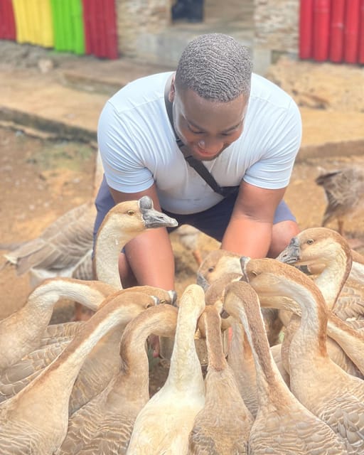 D' Boss Farm and Rose Hall Great House Private Tour | GetYourGuide