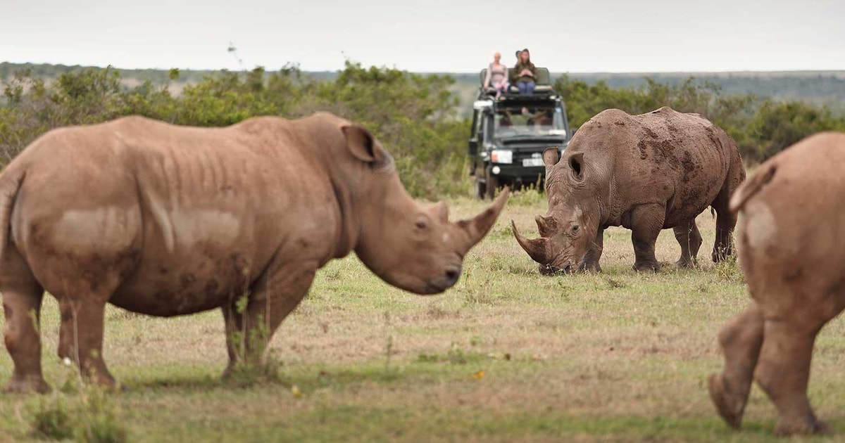 3 días de Safari en 4x4 por el Rancho Solio y los Aberdares | GetYourGuide