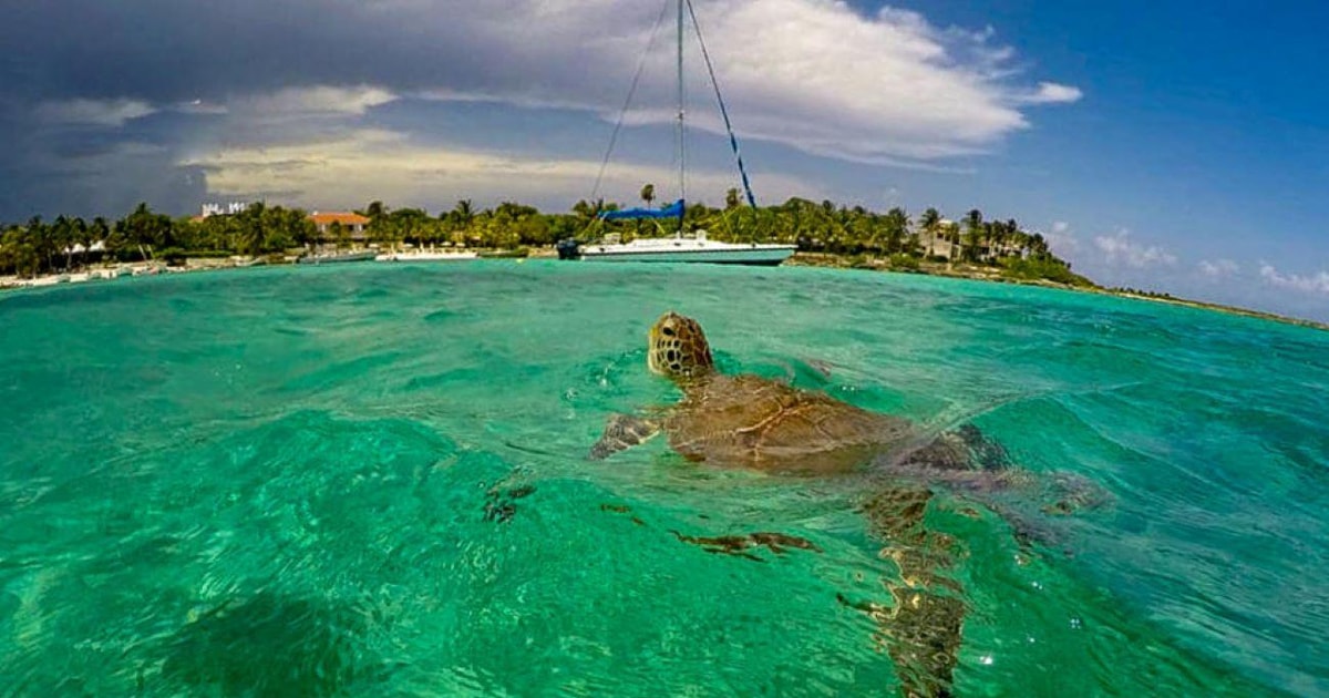 Tulum: Akumal Turtles and Underground Cenote Swim Tour | GetYourGuide