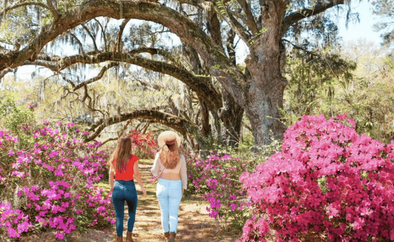 Magnolia Plantation, Charleston - Book Tickets & Tours | GetYourGuide