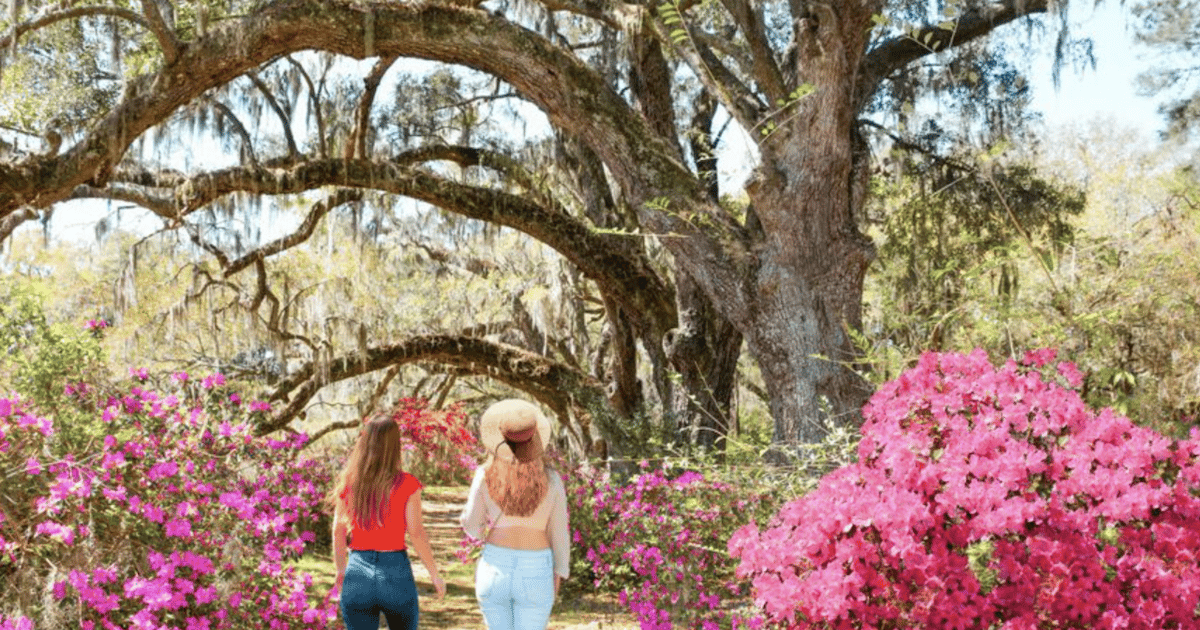 Charleston: Stadsrondleiding & Magnolia Plantation Combo | GetYourGuide