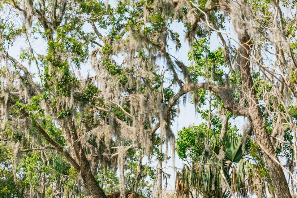 New Orleans: Oplev de omkringliggende sumpe med luftbåd | GetYourGuide