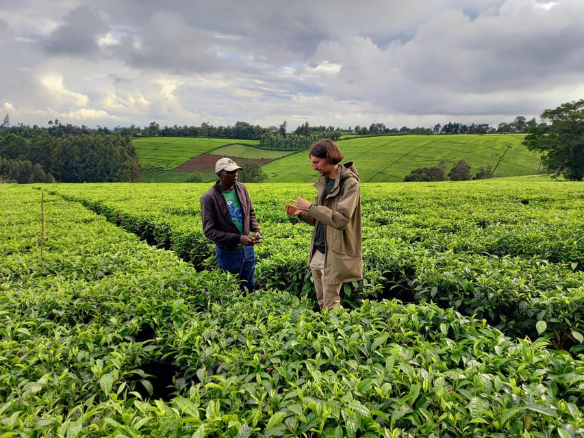 Nairobi: Half day tea farm tour with lunch and tea tasting. | GetYourGuide