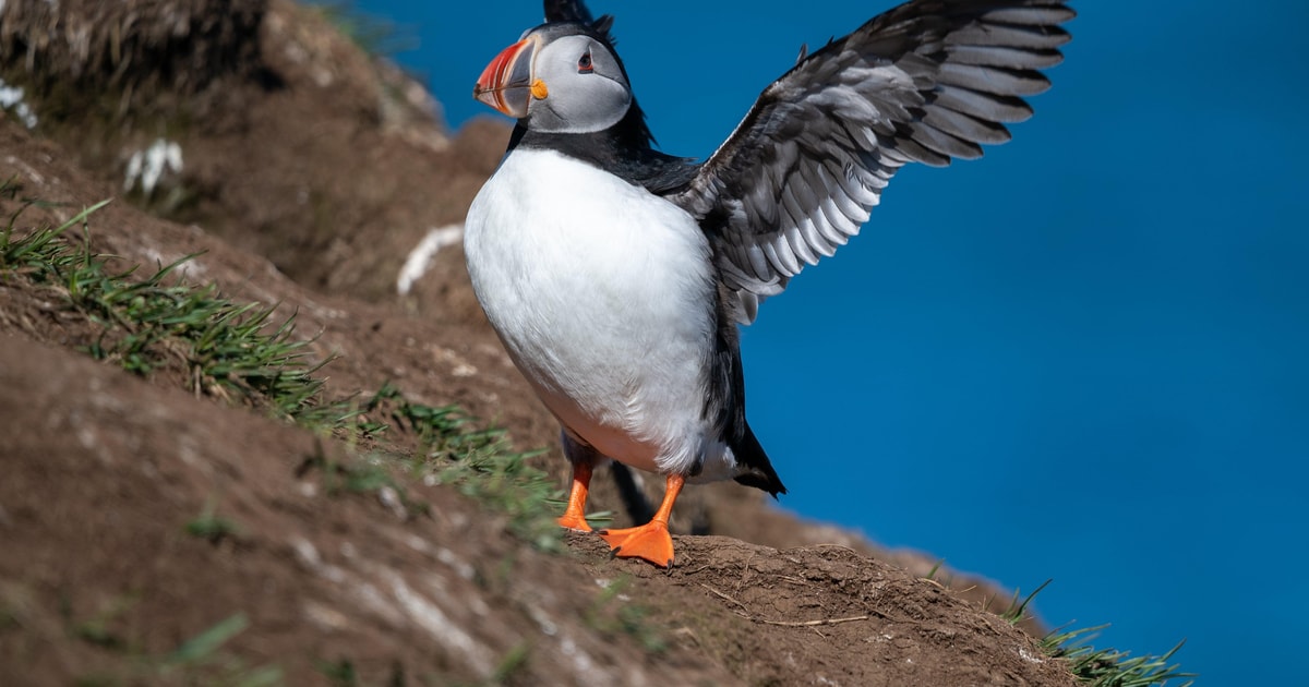 Puffin & Gufufoss Waterfall Tour from Seydisfjordur Port | GetYourGuide