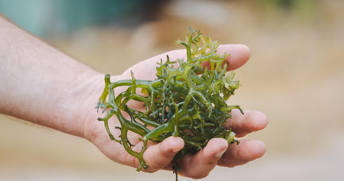Nusa Penida: Sustainable Seaweed Farming & East Tour | GetYourGuide