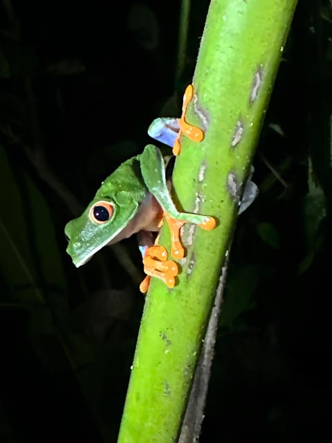 La Fortuna Night Walk in High Biodiversity Rainforest | GetYourGuide