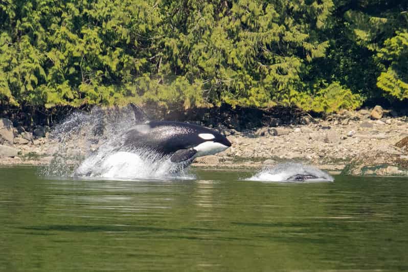 Vancouver Island: Campbell River Whales & Wildlife Adventure | GetYourGuide
