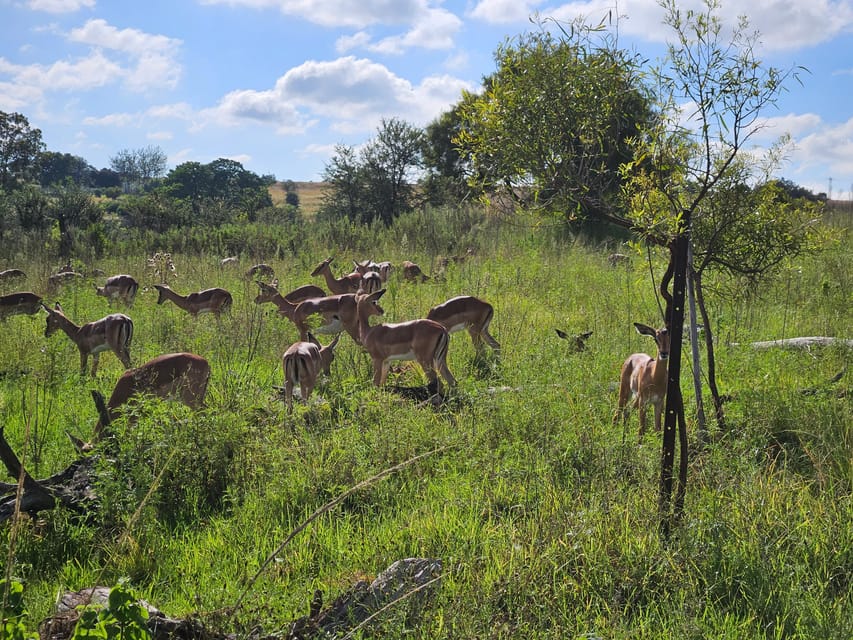 Hike in a Wildlife Reserve with Wild Animals (no predators) | GetYourGuide