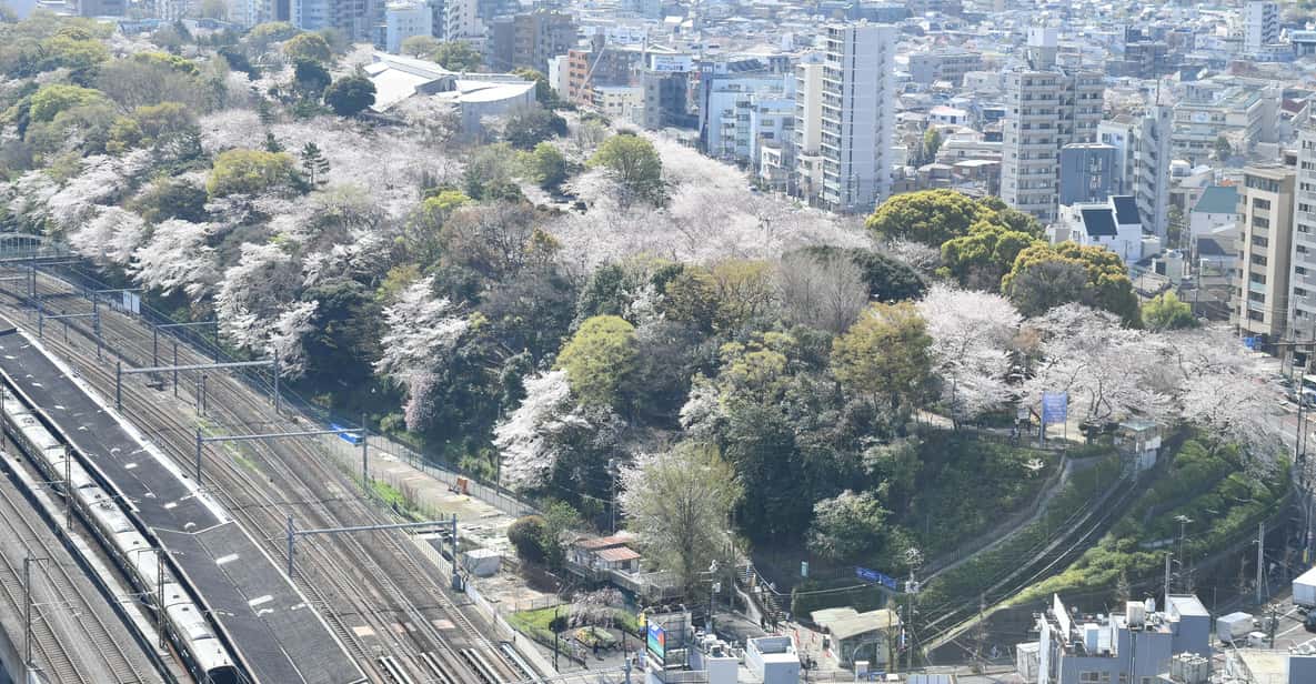 Tokyo: Cherry Blossom Viewing with One Sake & Hanami Bento | GetYourGuide