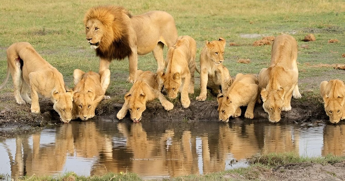 Arusza: 1-dniowe safari w Parku Narodowym Lake Manyara | GetYourGuide