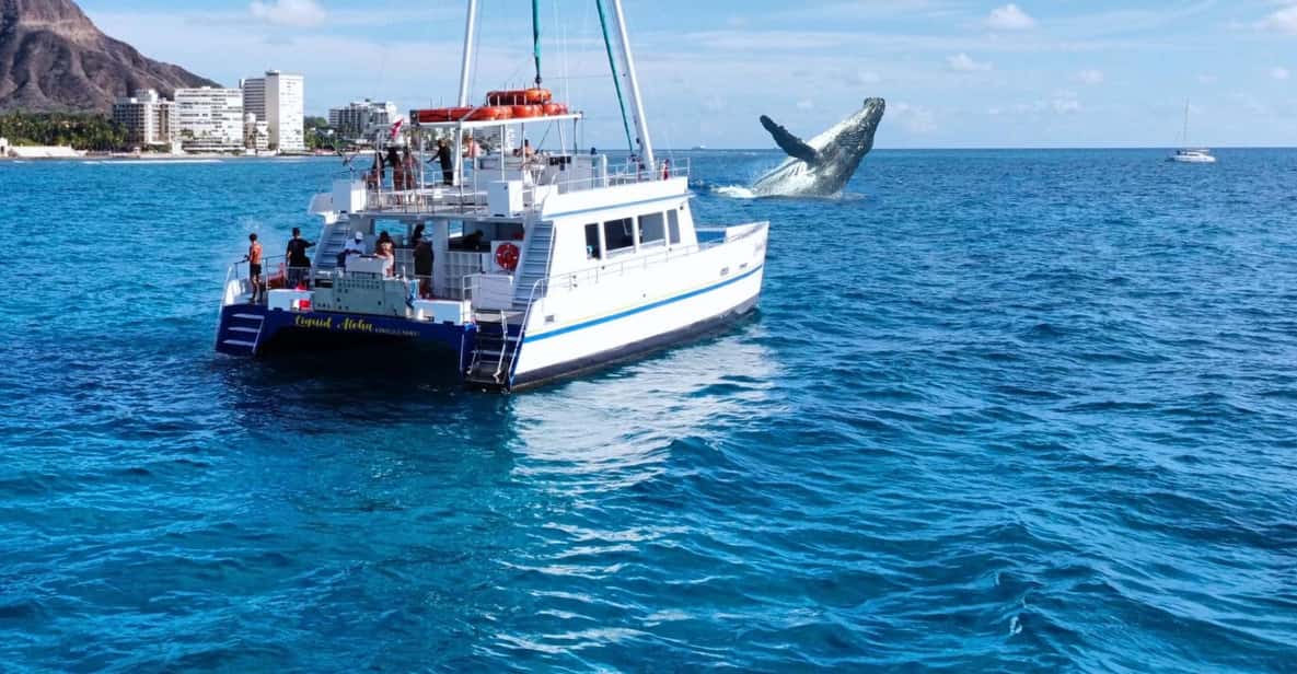 Waikiki Whale Watching Glass Bottom Boat Cruise from Oahu | GetYourGuide