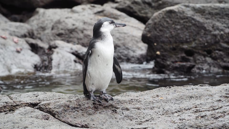 Los Tuneles Day Tour (Isabela Island) | GetYourGuide