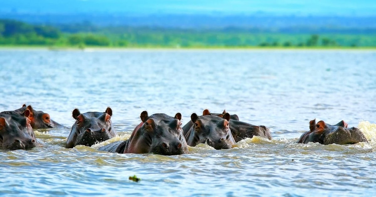 Nairobi tour to National park, elephant and giraffe center. | GetYourGuide