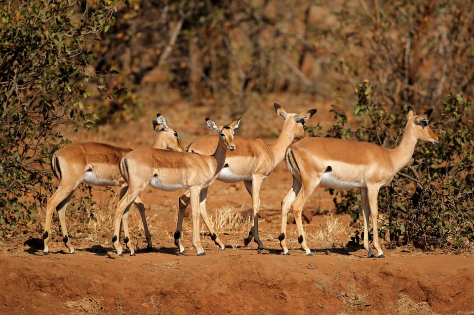 8 Days of Wildlife Experience in Ghana | GetYourGuide