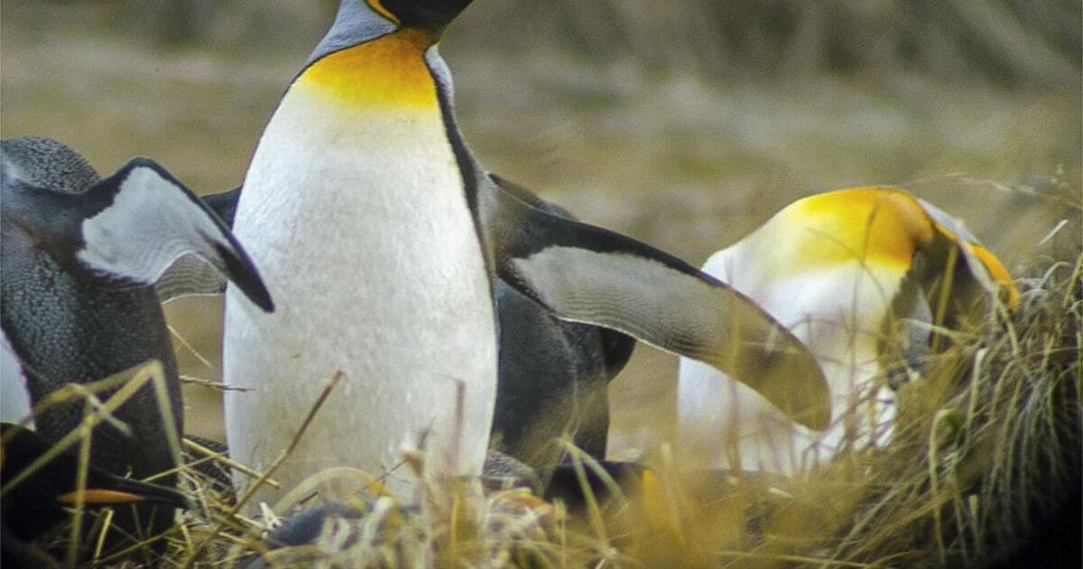 Ushuaia: Beagle Channel Boat Tour and Penguin Experience | GetYourGuide