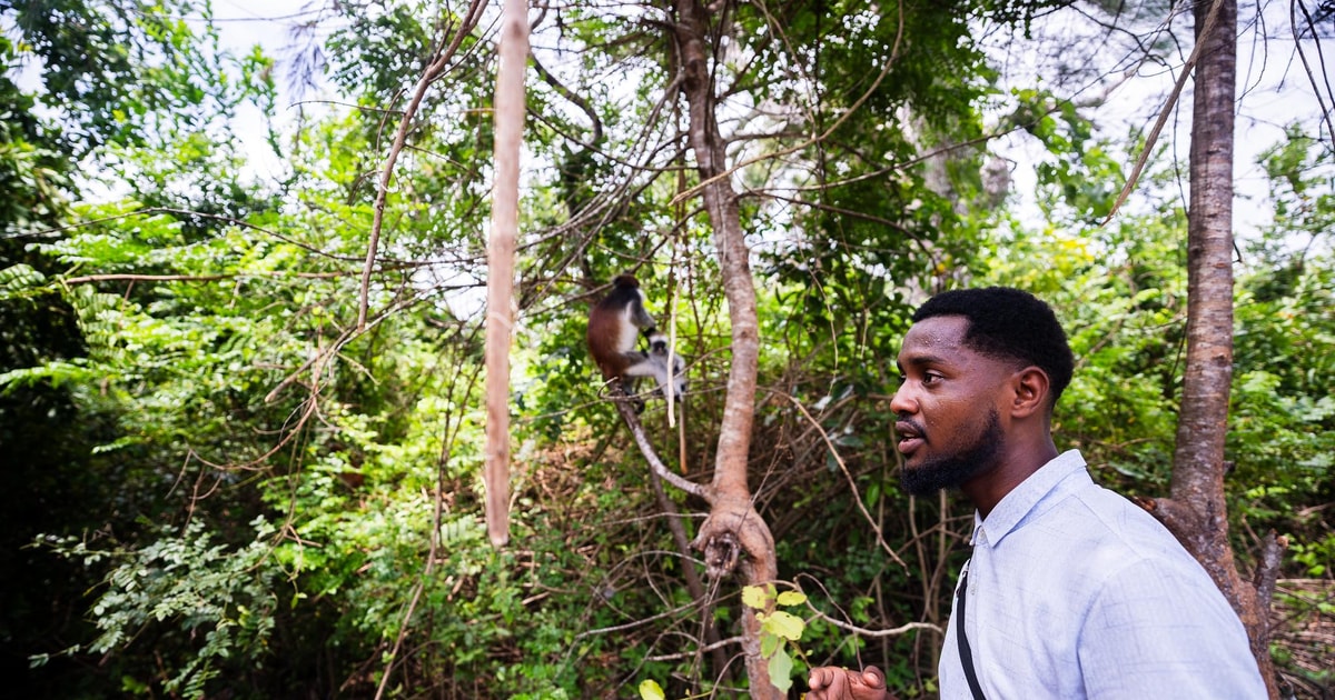 Floresta Jozani, excursão ao centro de borboletas de Zanzibar com ...
