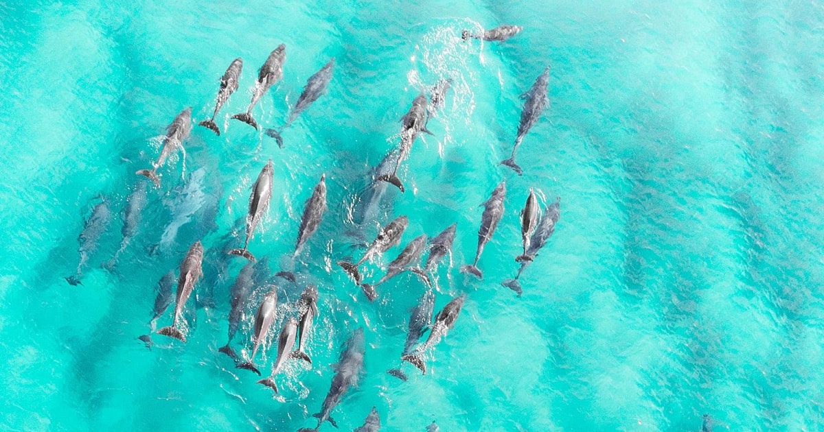 Zanzibar: 1 Day Pungume Sandbank Sailboat, Spice farm tour | GetYourGuide