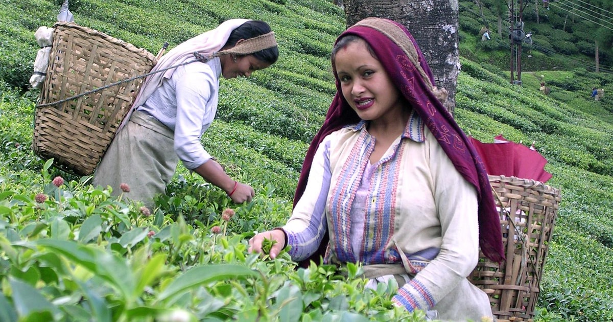 Nairobi Airport Layover: Kiambethu Tea Farm Tour & Lunch | GetYourGuide