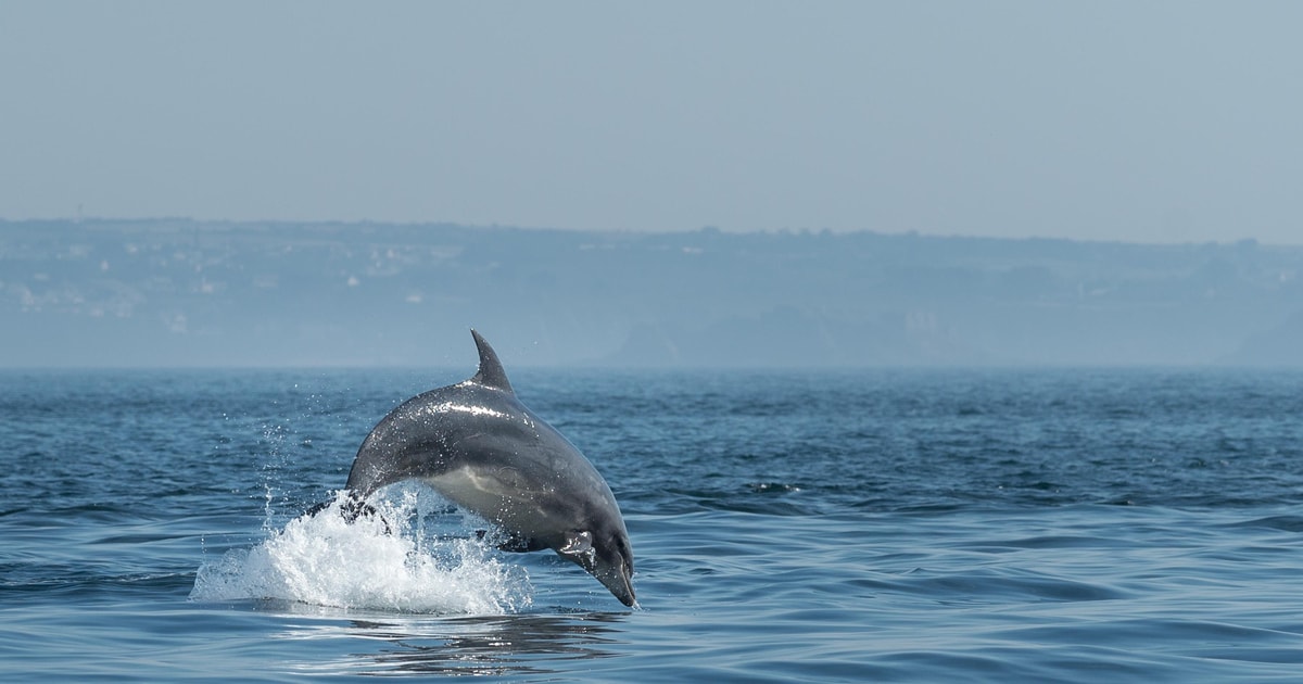 Molène Archipelago: Sea trips departing from Crozon. Seals, dolphins ...