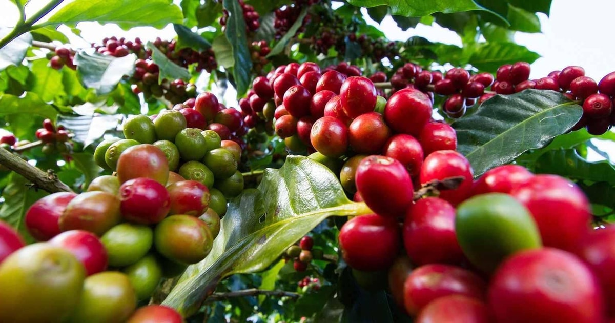 Fairview Coffee Farm: Tasting &Growing the Art of Coffee! | GetYourGuide