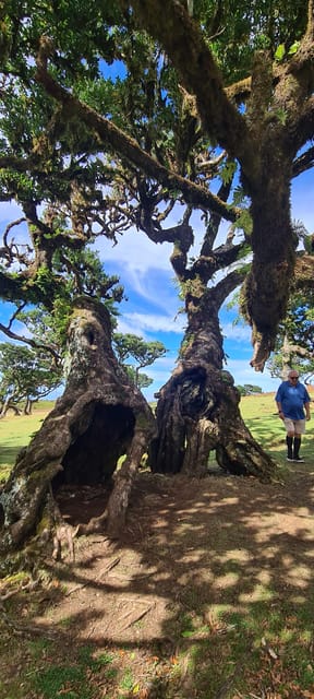 Funchal: Family Madeira Island Tour | GetYourGuide