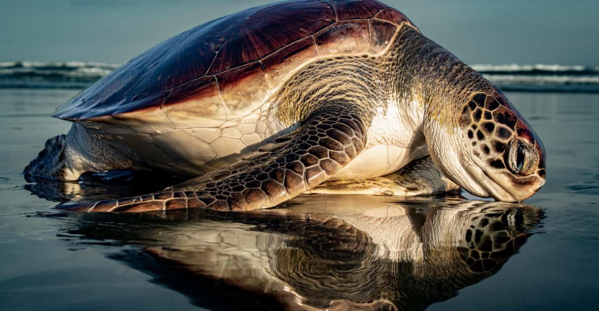 Turtle Watching | GetYourGuide