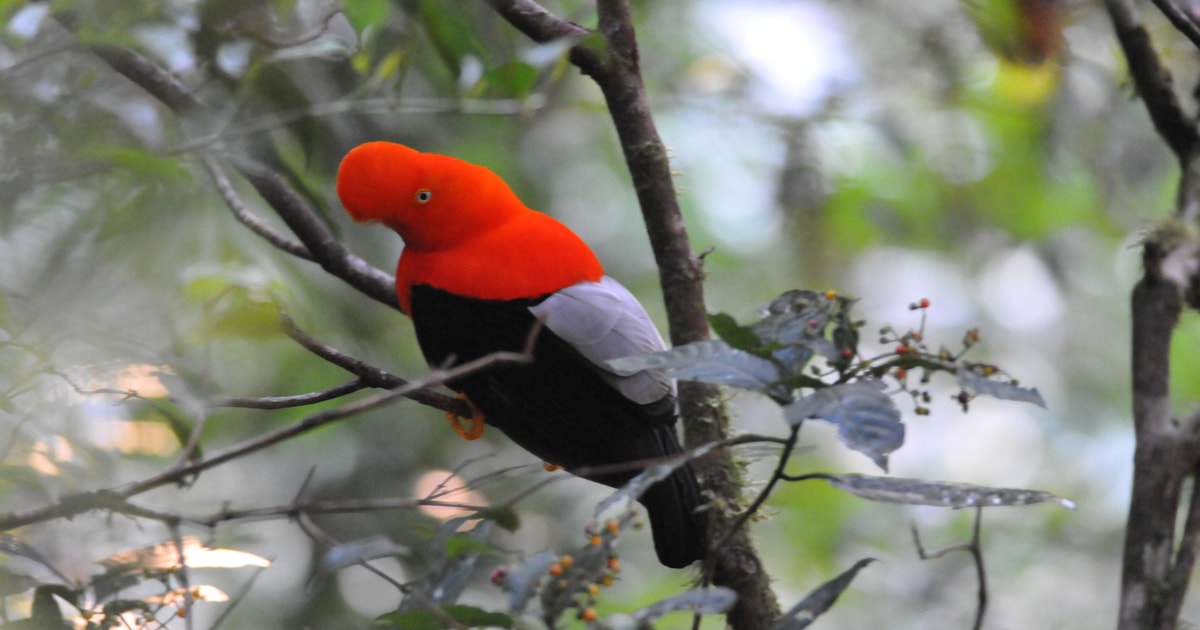 Manu Jungle Expeditions 3 Days | GetYourGuide