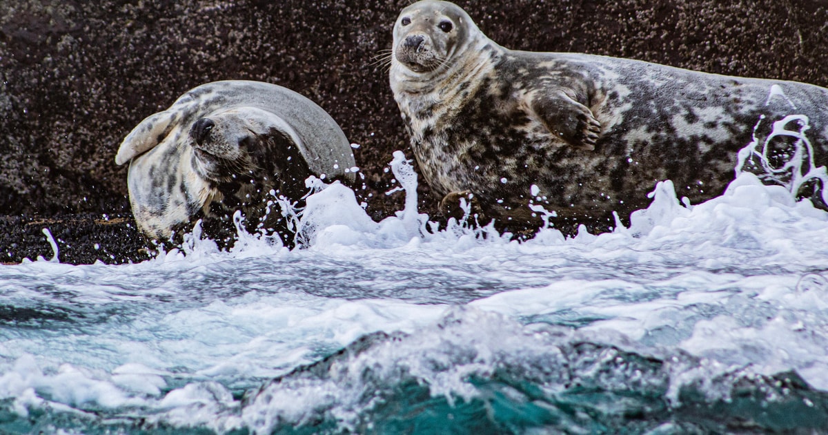 Wild Atlantic Way: Wildlife Eco Cruise | GetYourGuide