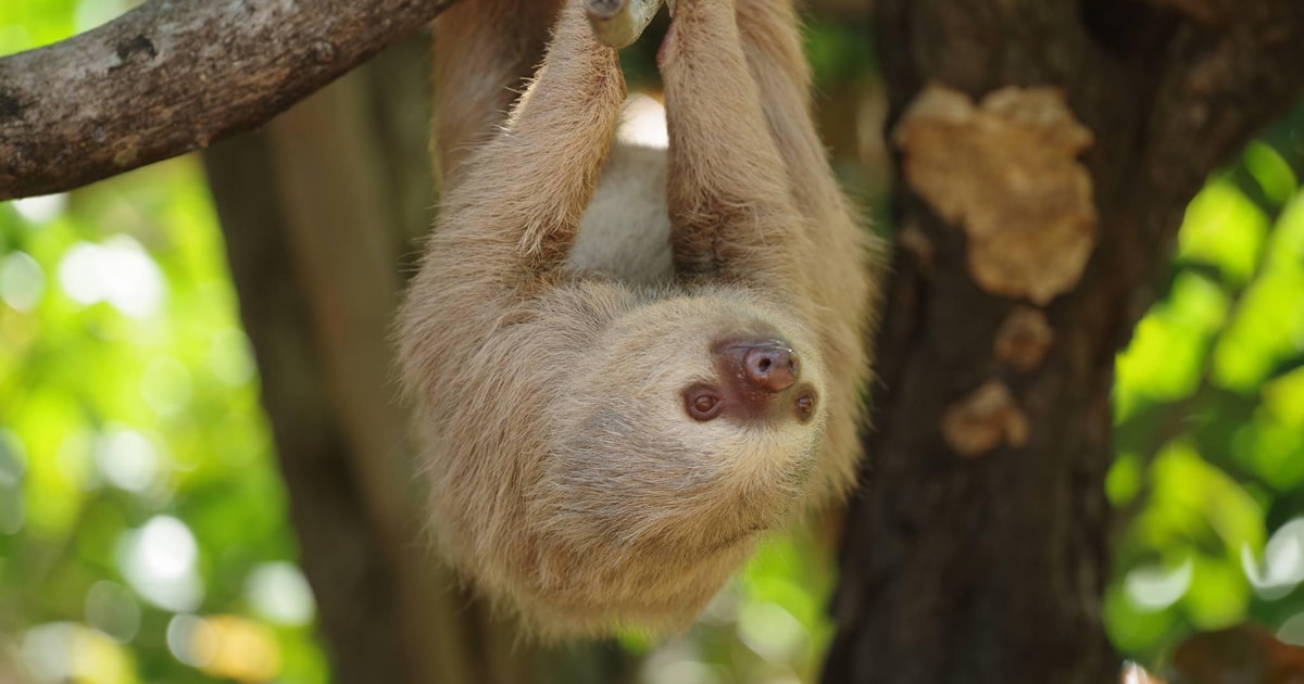 Diamante Eco Adventure Park: Wildlife Sanctuary Pass | GetYourGuide