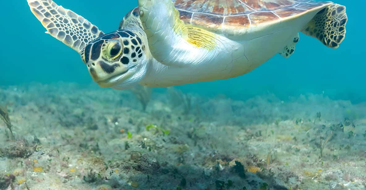 Zanzibar: Kizimkazi Village Turtle Cave Swimming Tour | GetYourGuide