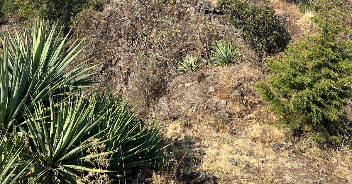 Excursión por la Ciudad de México al extinto Volcán Xitle | GetYourGuide