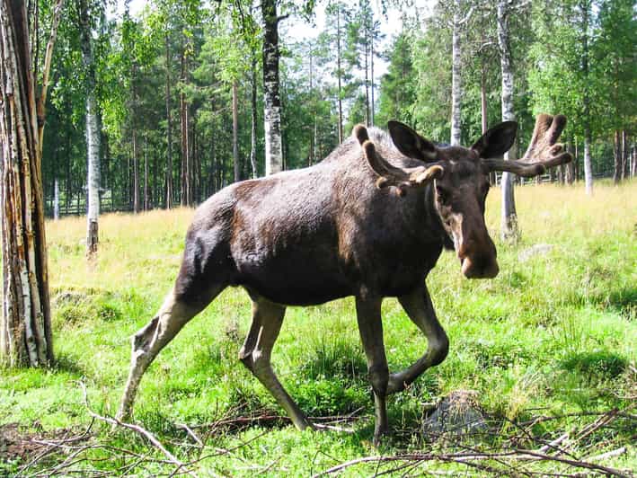 Visit Ranua Wildlife Park Tour | GetYourGuide