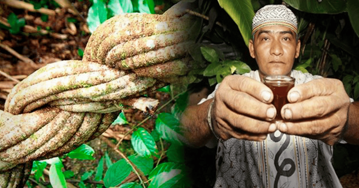 Kuskas: 1 naktis: Ayahuasca ir San Pedro ceremonija | GetYourGuide