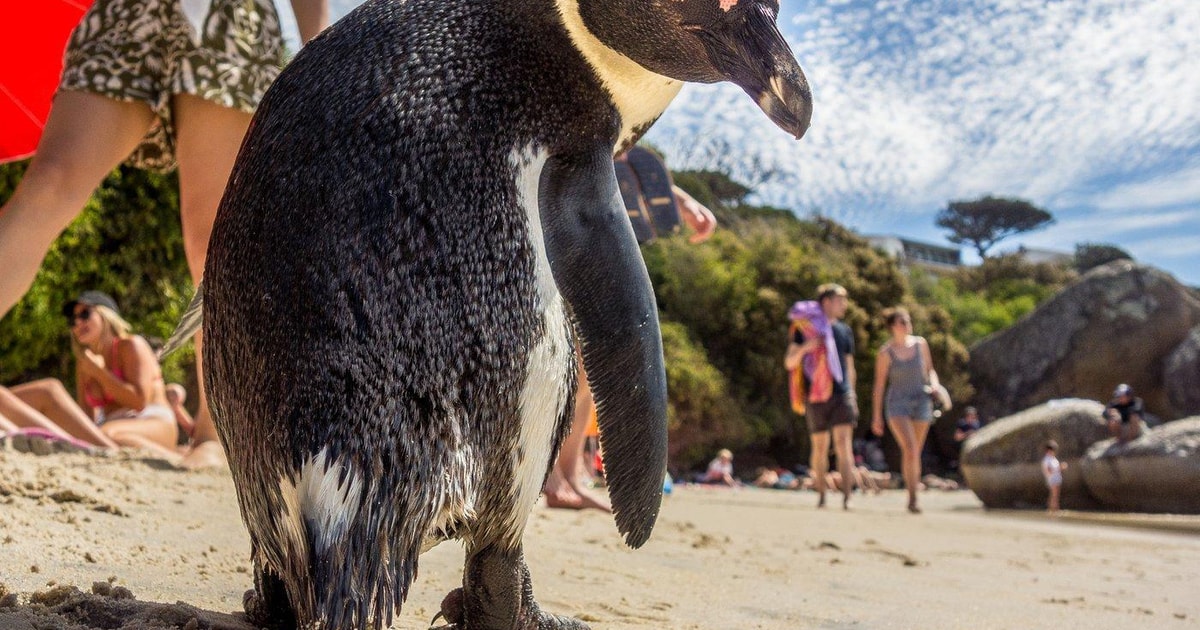 Prywatna wycieczka: Pływaj z pingwinami na plaży Boulders Beach ...