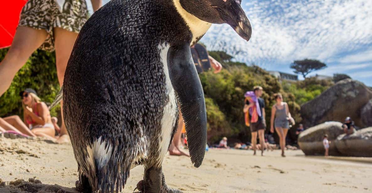 Private tour, Swim with Penguins at Boulders Beach | GetYourGuide