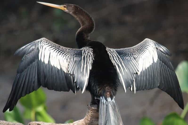 Palo Verde: Tempisque River Wildlife Safari with Lunch | GetYourGuide