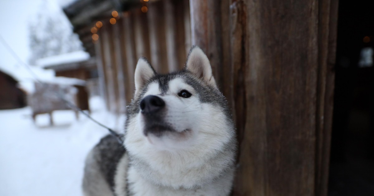 Santa Claus Village and Husky guided tour | GetYourGuide
