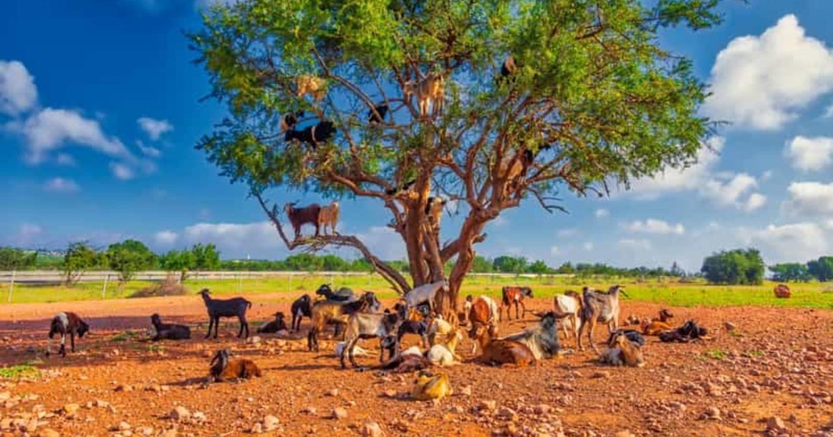 Agadir: Crocopark Entry Ticket & Tree-Goat Observation Tour | GetYourGuide