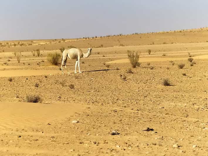 Ksar Ghilan (Oasis) One Day Tour : Starting from Djerba | GetYourGuide