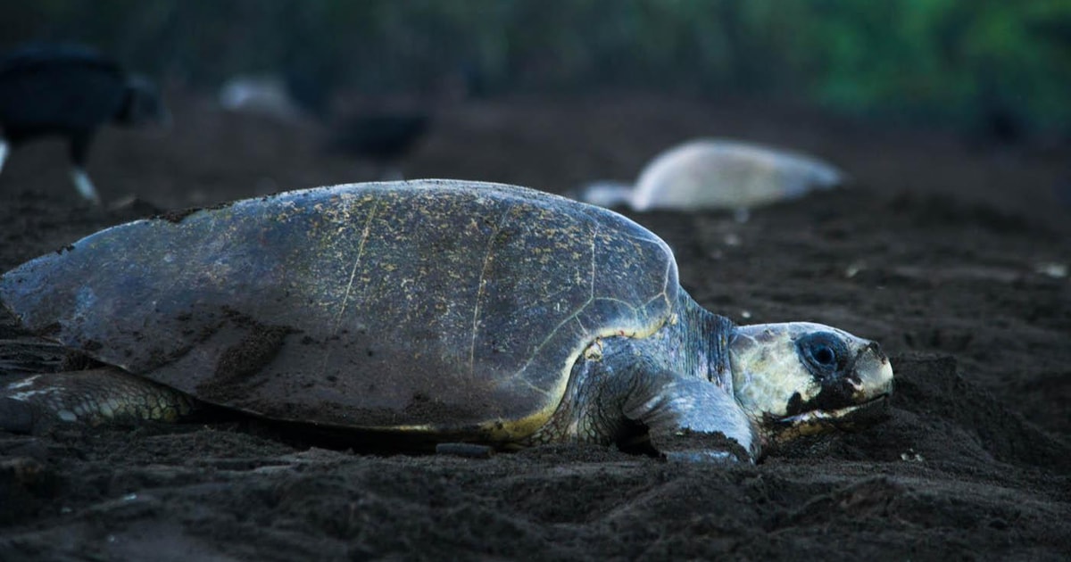 Tortuguero: Tour nocturno de anidamiento de tortugas | GetYourGuide