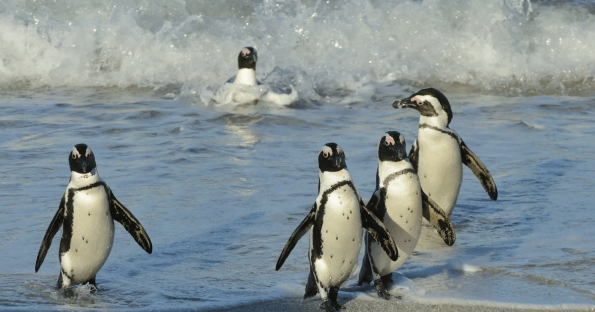 Table Mountain, Cape Point & Penguin Beach ENTRANCE INCLUDED | GetYourGuide